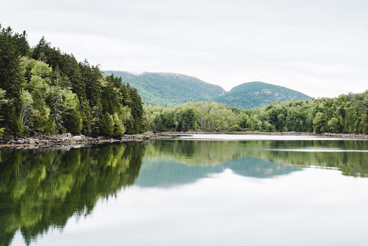 The Caviness Collective - Art Bloom